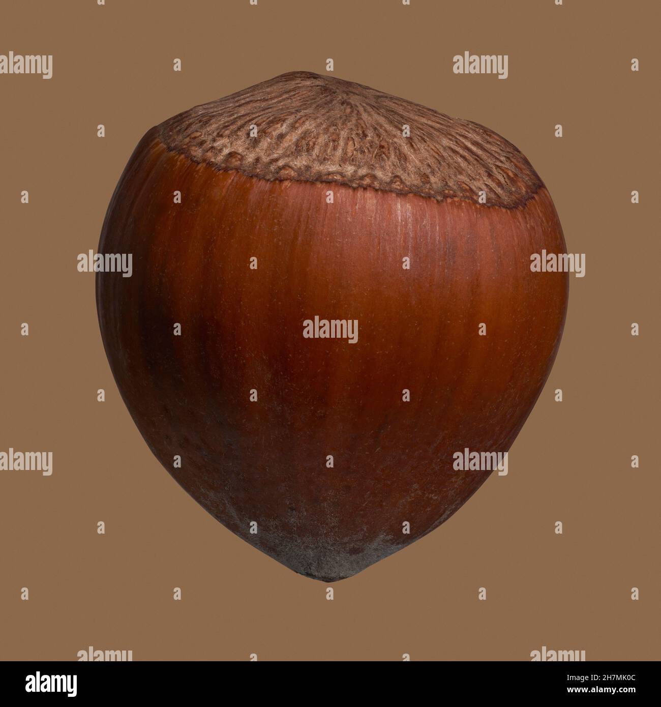 Hazelnut in shell hi-res stock photography and images - Alamy