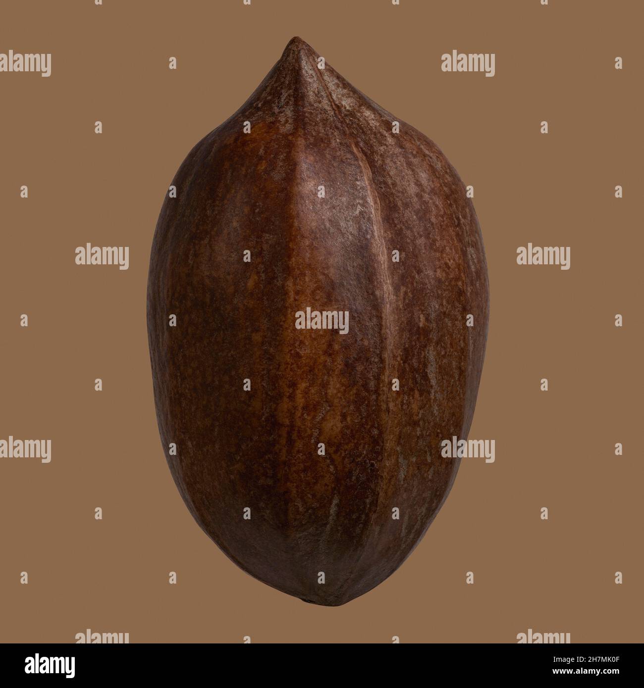 Close up whole pecan in brown shell Stock Photo - Alamy