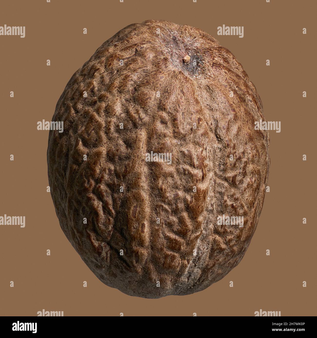 Close up brown nutmeg in shell Stock Photo - Alamy