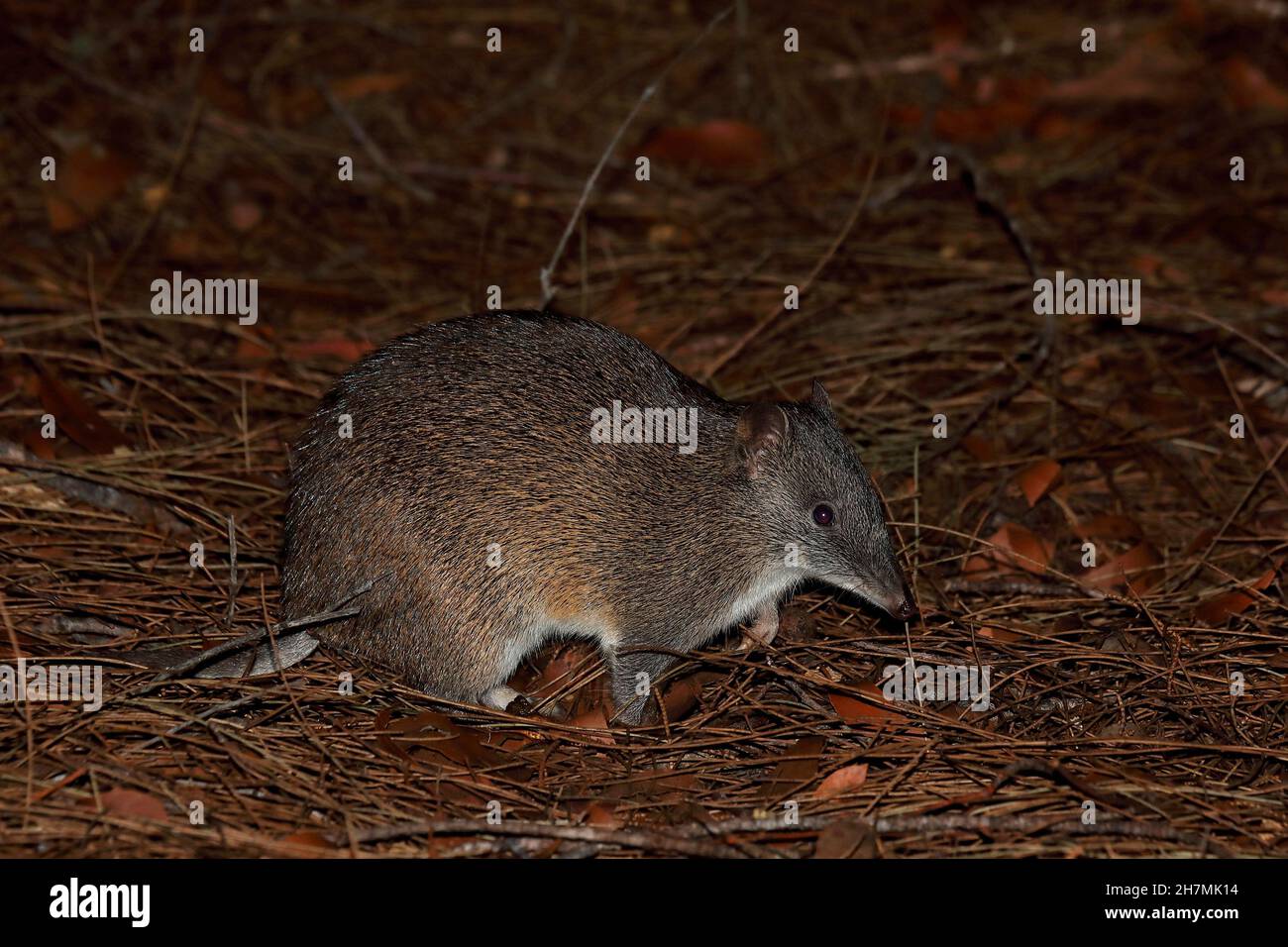 Southern brown bandicoots hi-res stock photography and images - Alamy