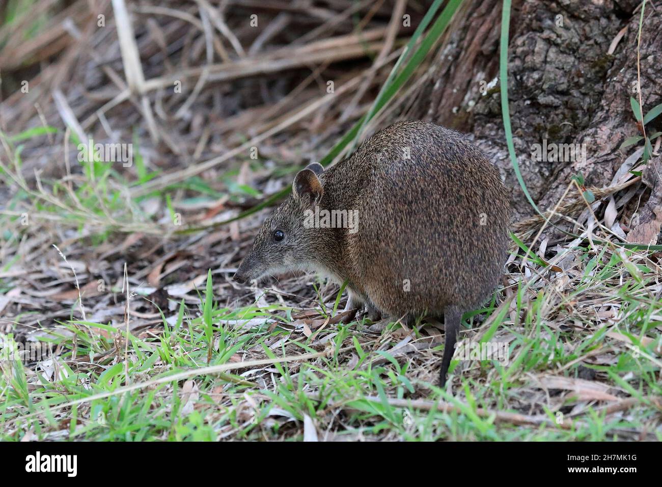 Quenda (Isoodon obesulus fusciventer), subspecies of Southern brown ...