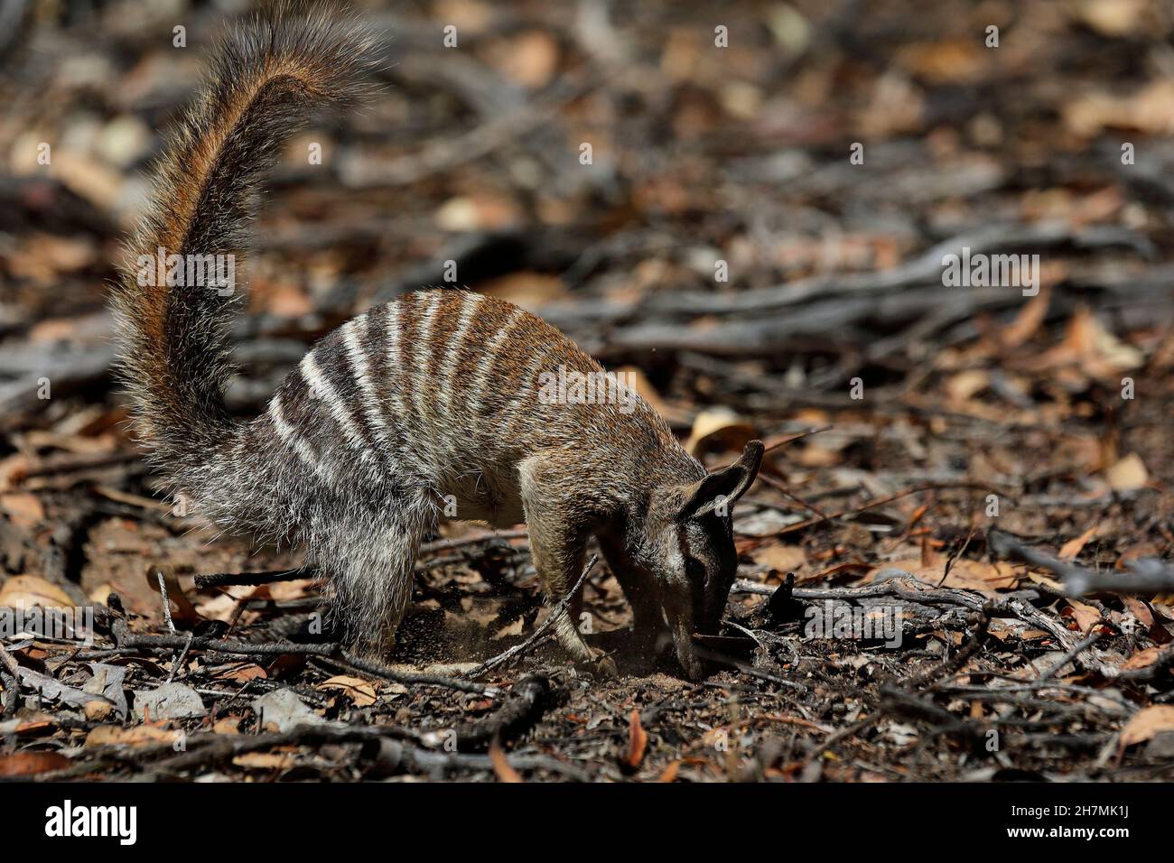 Numbat (Myrmecobius fasciatus), male feeding. The claws are not strong ...
