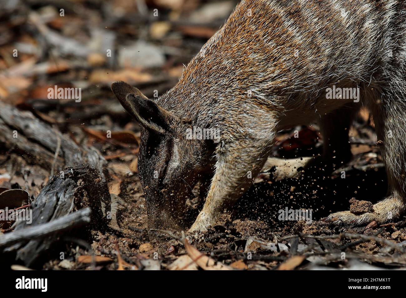Numbat (Myrmecobius fasciatus), male feeding. The claws are not strong ...
