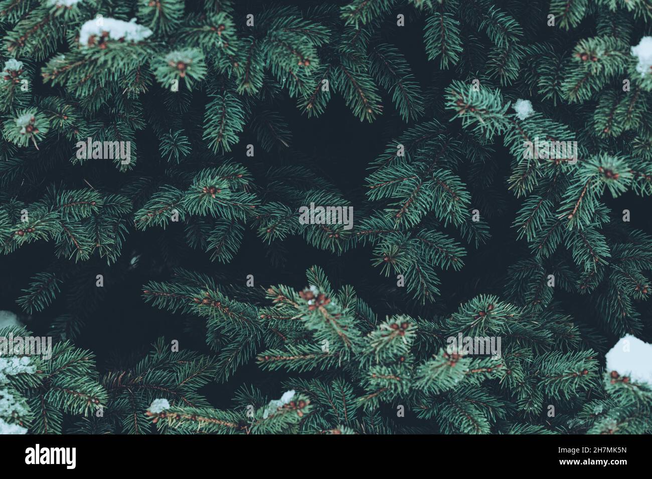 Fir tree texture hi-res stock photography and images - Alamy