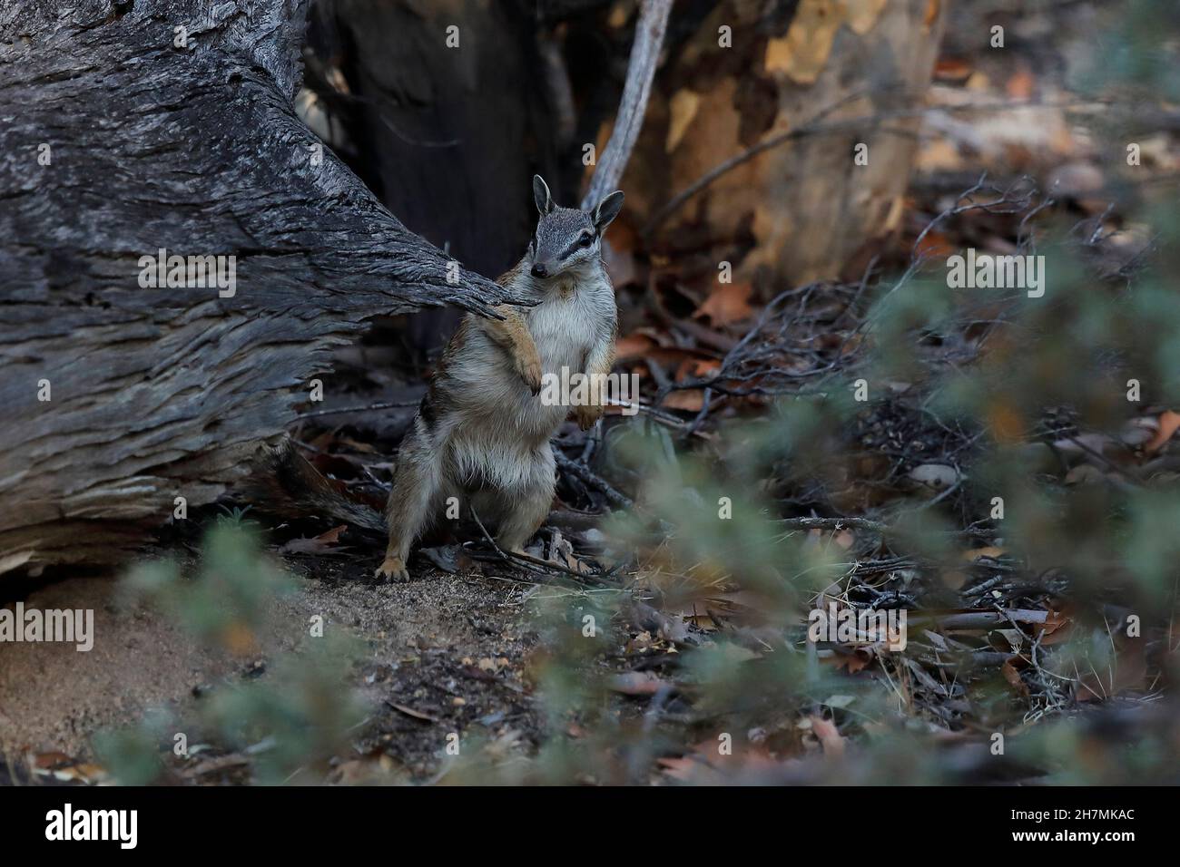 Numbat (Myrmecobius fasciatus), female standing upright, carrying young ...