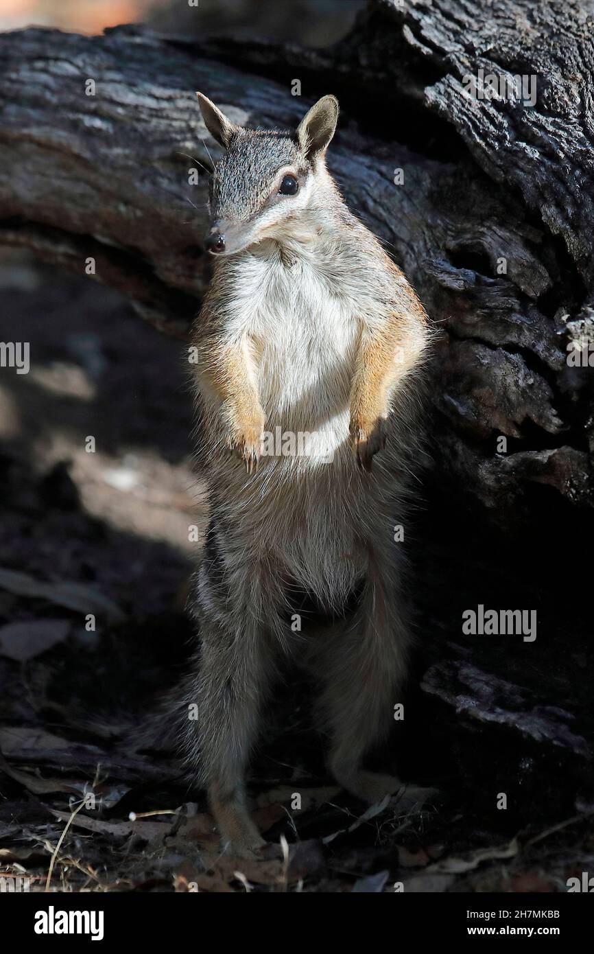 Numbat (Myrmecobius fasciatus), female standing upright, carrying young ...