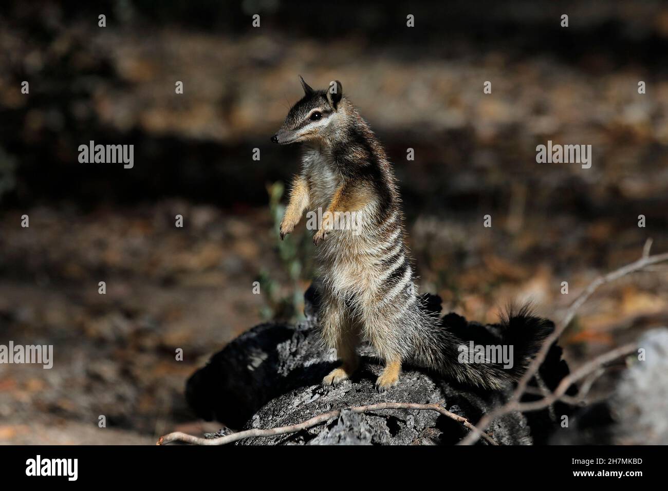 Numbat (Myrmecobius fasciatus), female standing upright, carrying young ...