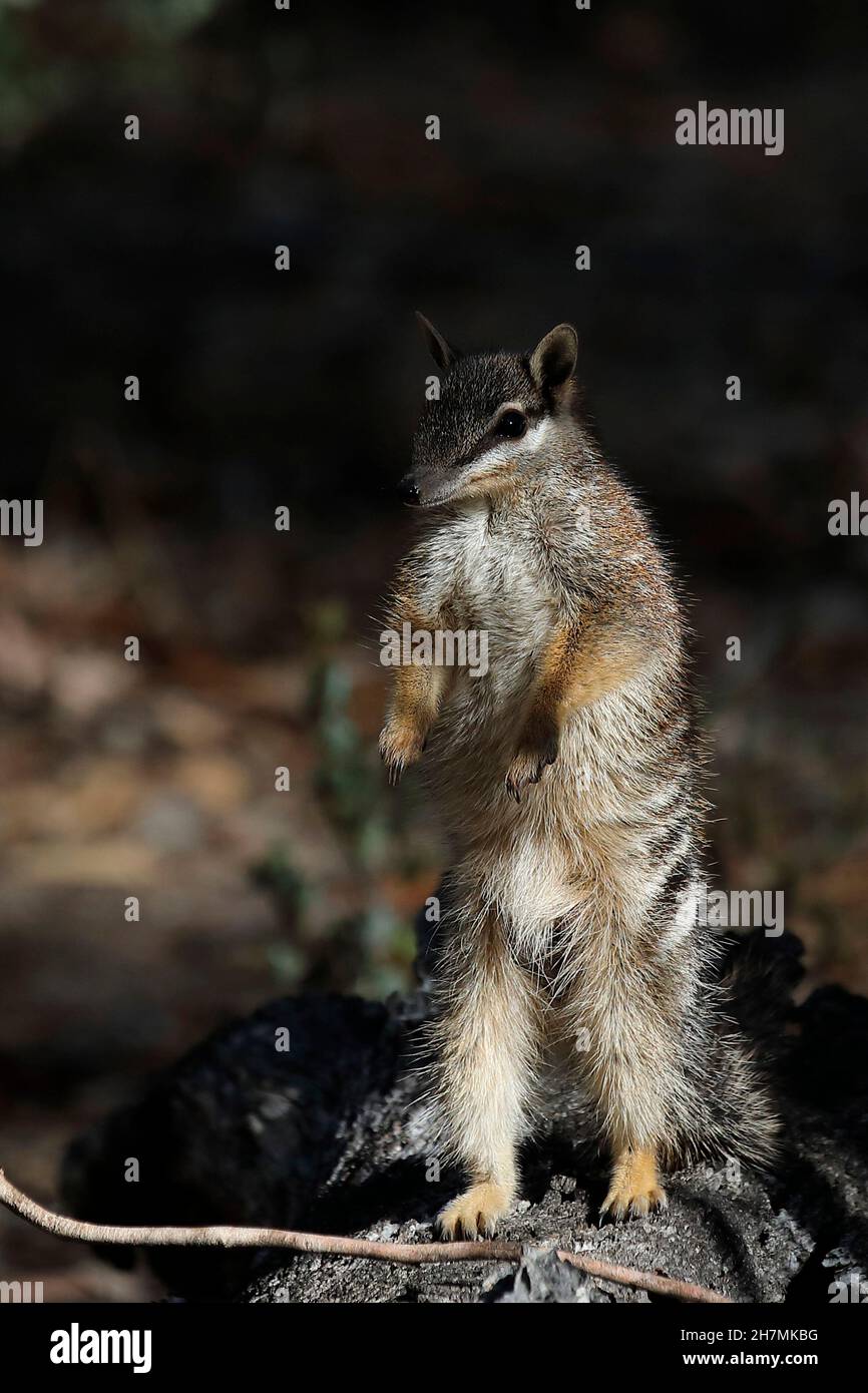 Numbat (Myrmecobius fasciatus), female standing upright, carrying young ...