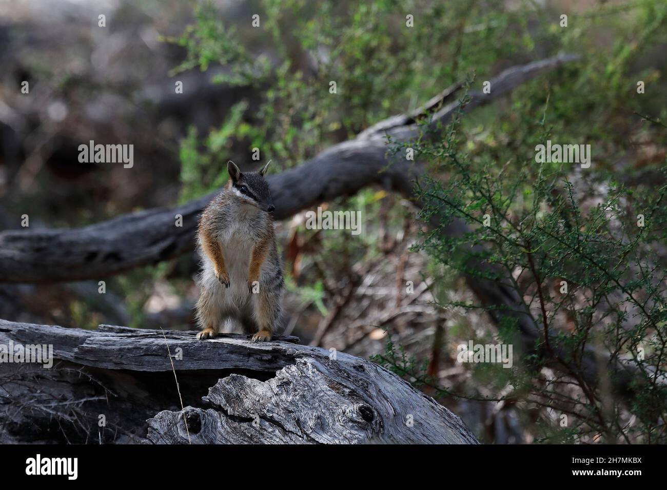 Numbat (Myrmecobius fasciatus), female standing upright on a hollow log ...
