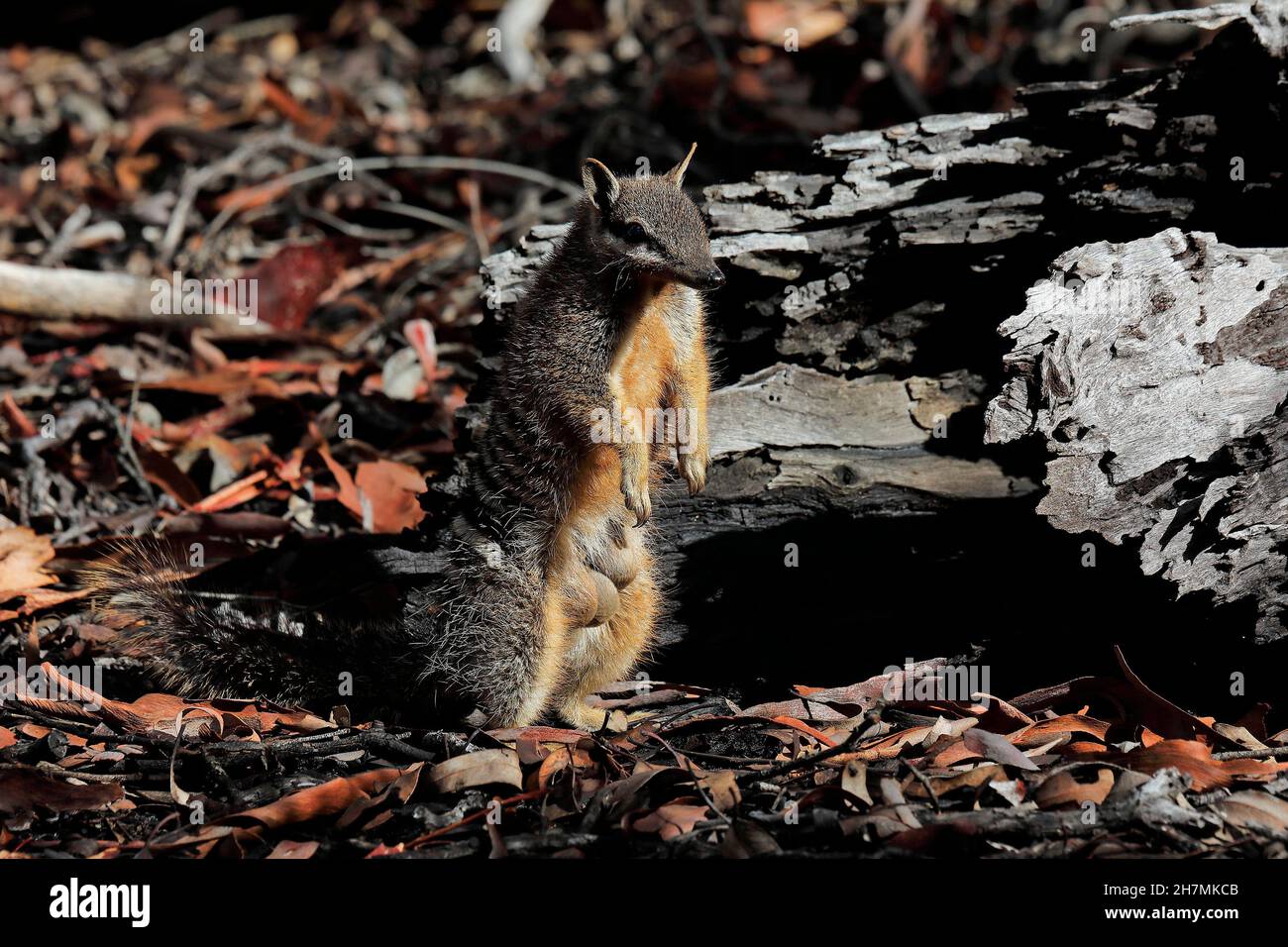 Numbat (Myrmecobius fasciatus), female standing upright, basking in ...
