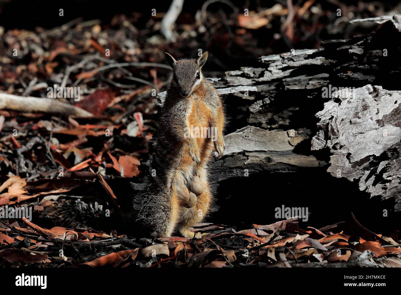 Numbat (Myrmecobius fasciatus), female standing upright, basking in ...