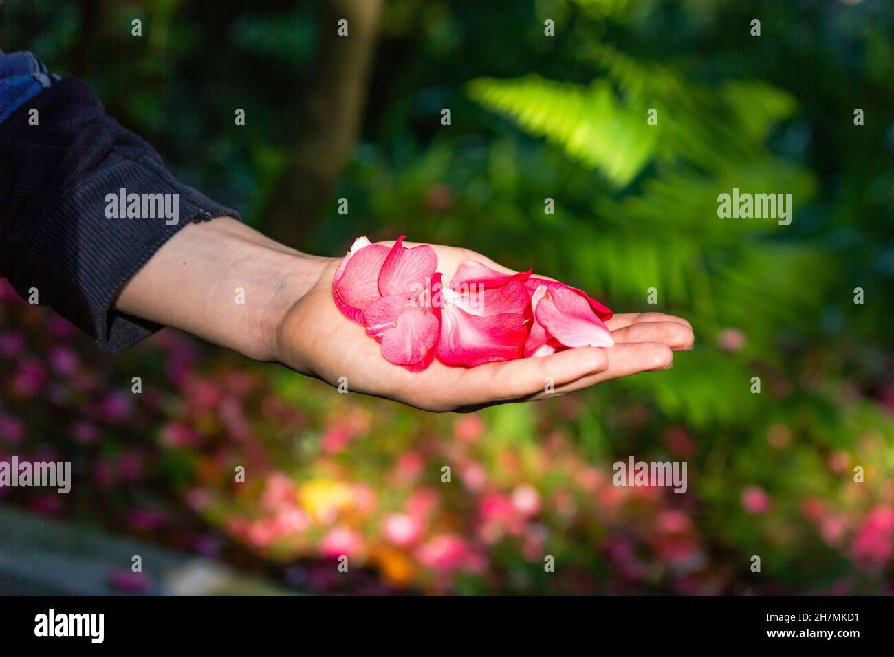 Petals falling hand hi-res stock photography and images - Alamy