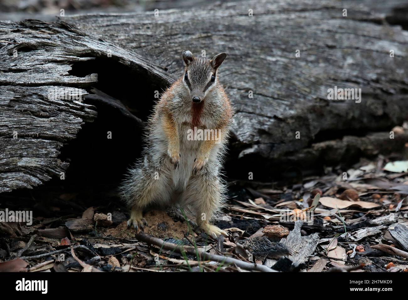 Numbat (Myrmecobius fasciatus), male showing the sternal gland and ...