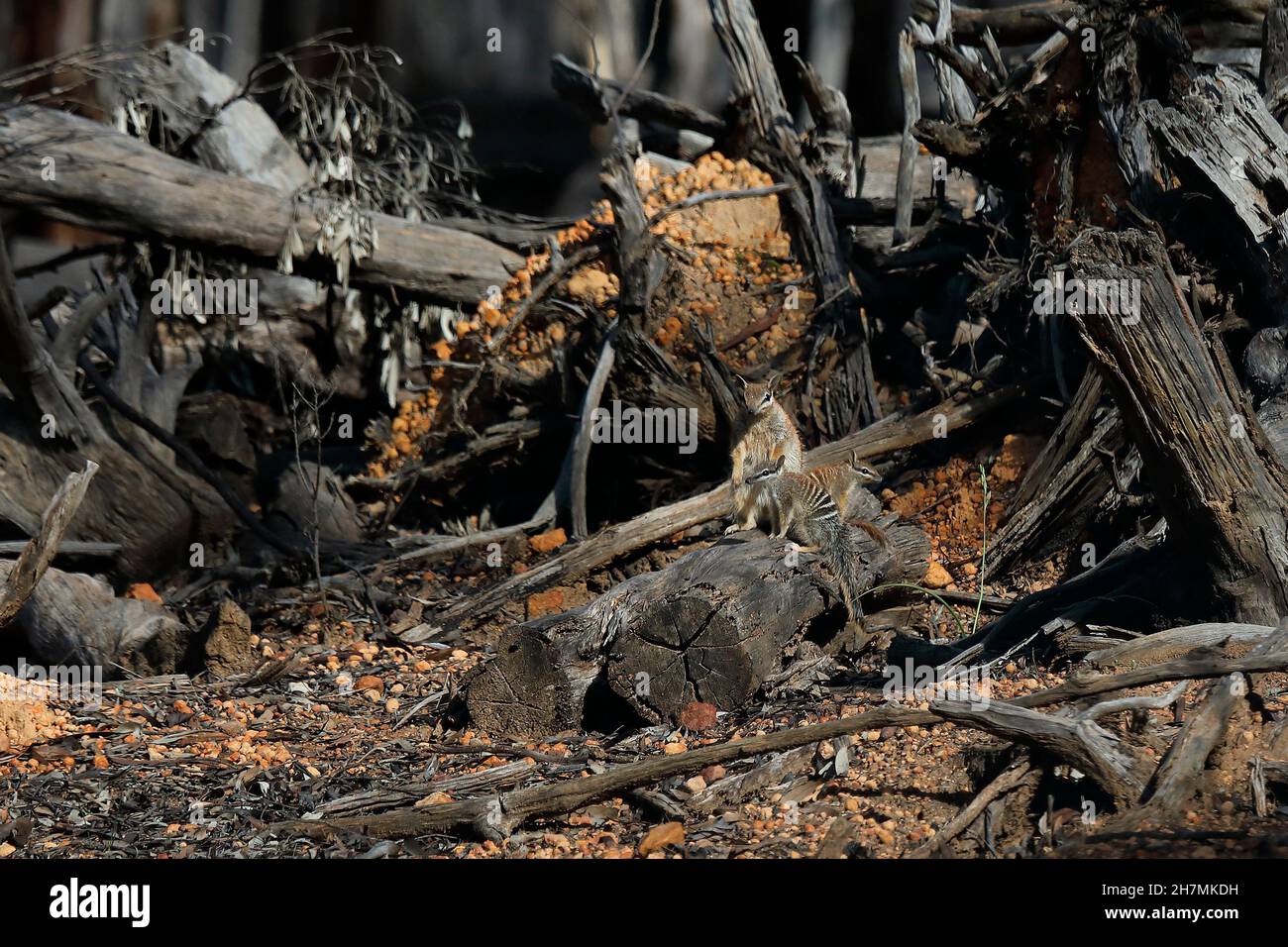Numbat baby hi-res stock photography and images - Alamy