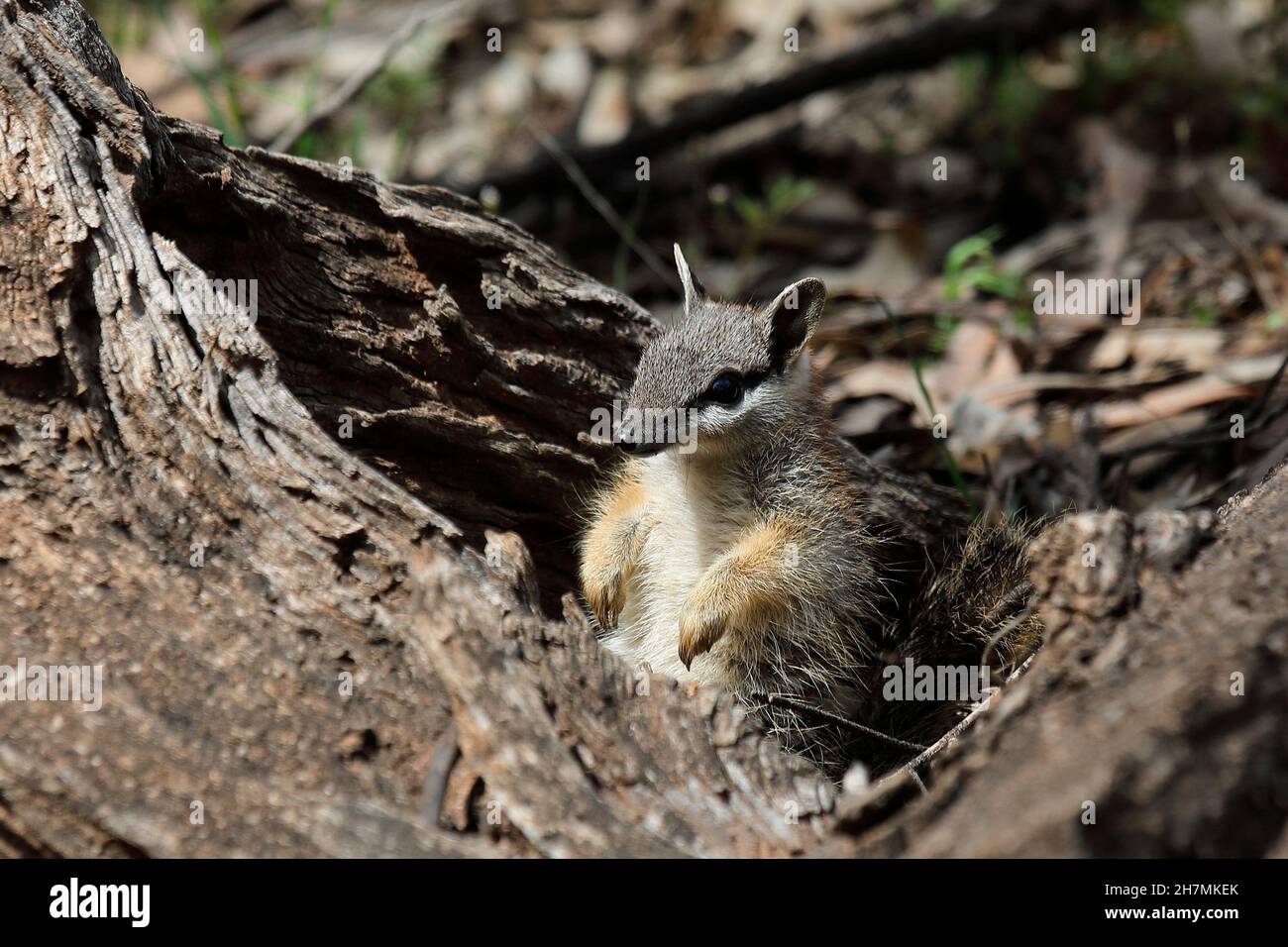 Numbat tongue hi-res stock photography and images - Alamy
