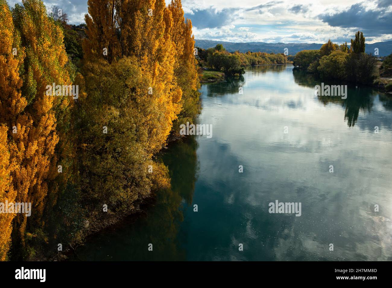 Golden autumn trees standing along Clutha river in Alexandra, Central ...