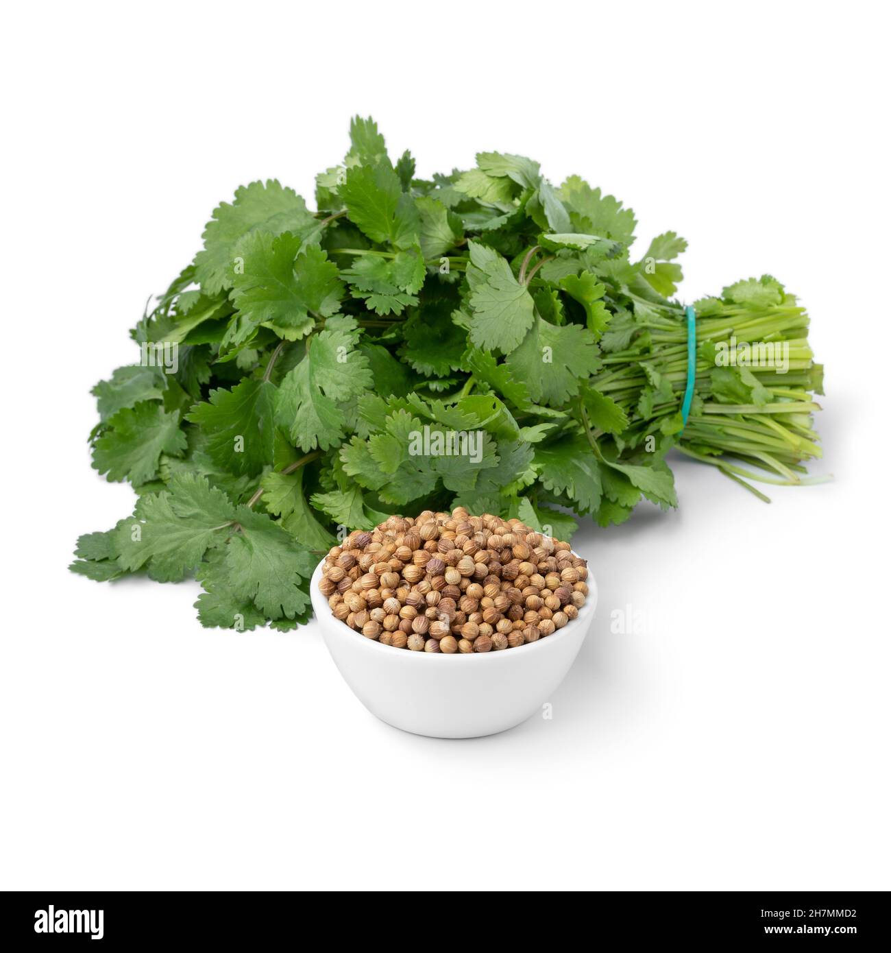 Bunch of fresh green coriander and a bowl coriander seeds isolated on ...