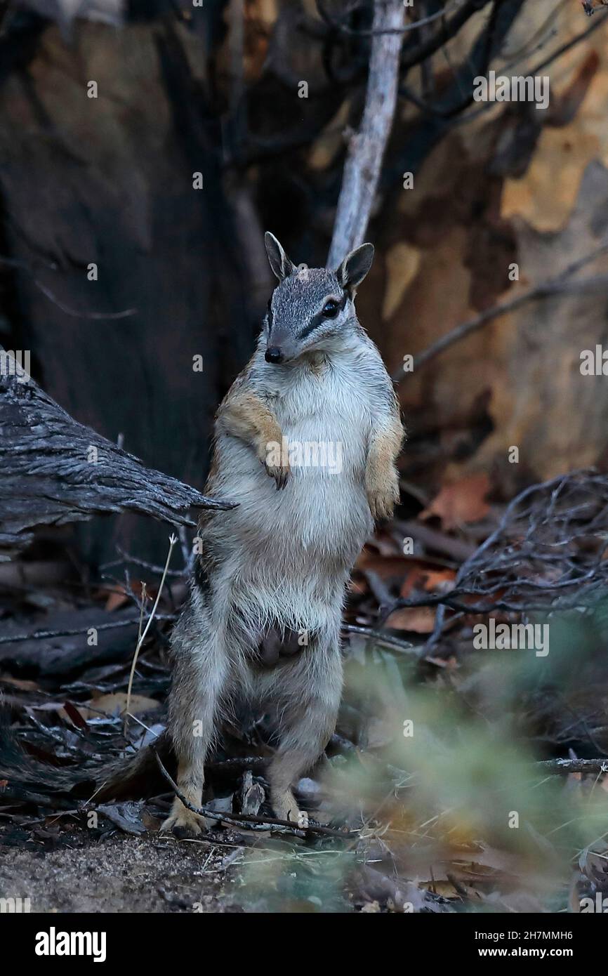 Numbat Myrmecobius Fasciatus Female Standing Upright Carrying Young