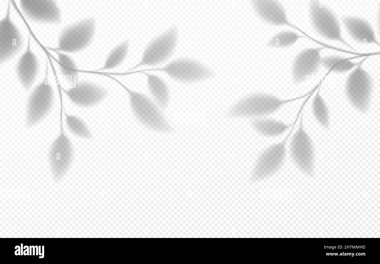 Realistic transparent shadow of a tree branch with leaves isolated on a ...