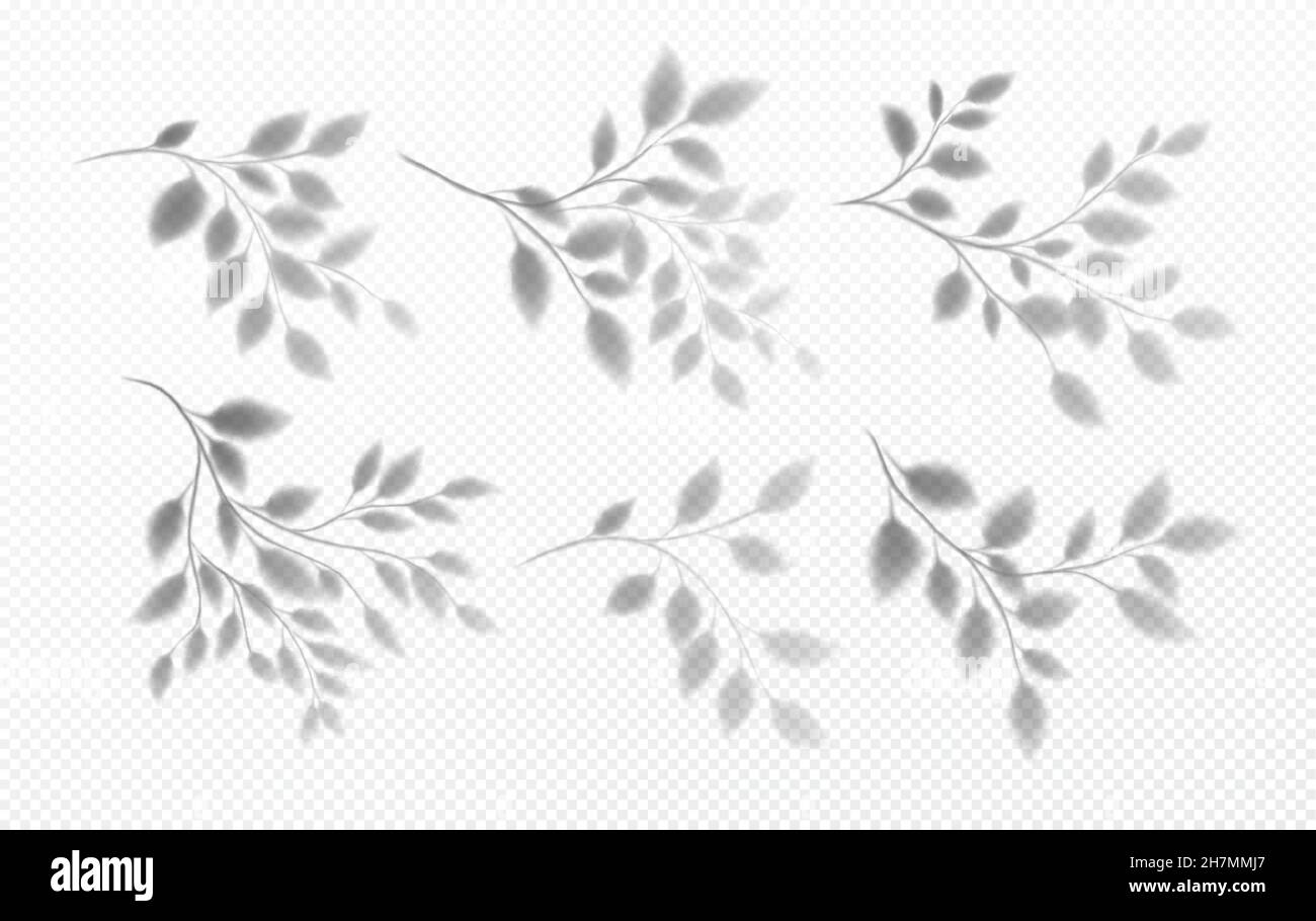 Set of Realistic transparent shadow of a tree branch with leaves ...