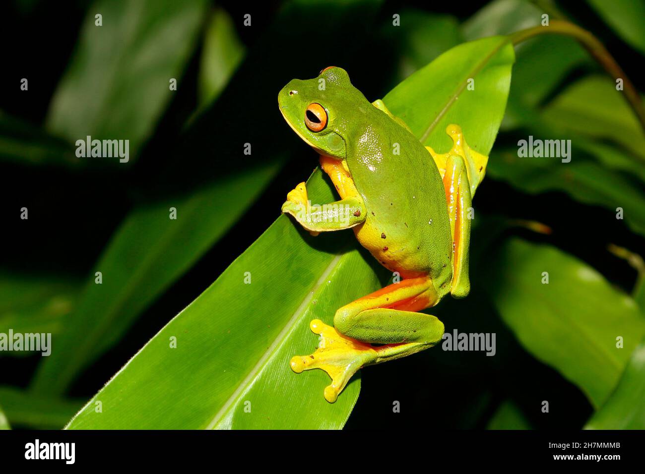 Orange-thighed frog (Litoria xanthomera) on a leaf in rainforest ...