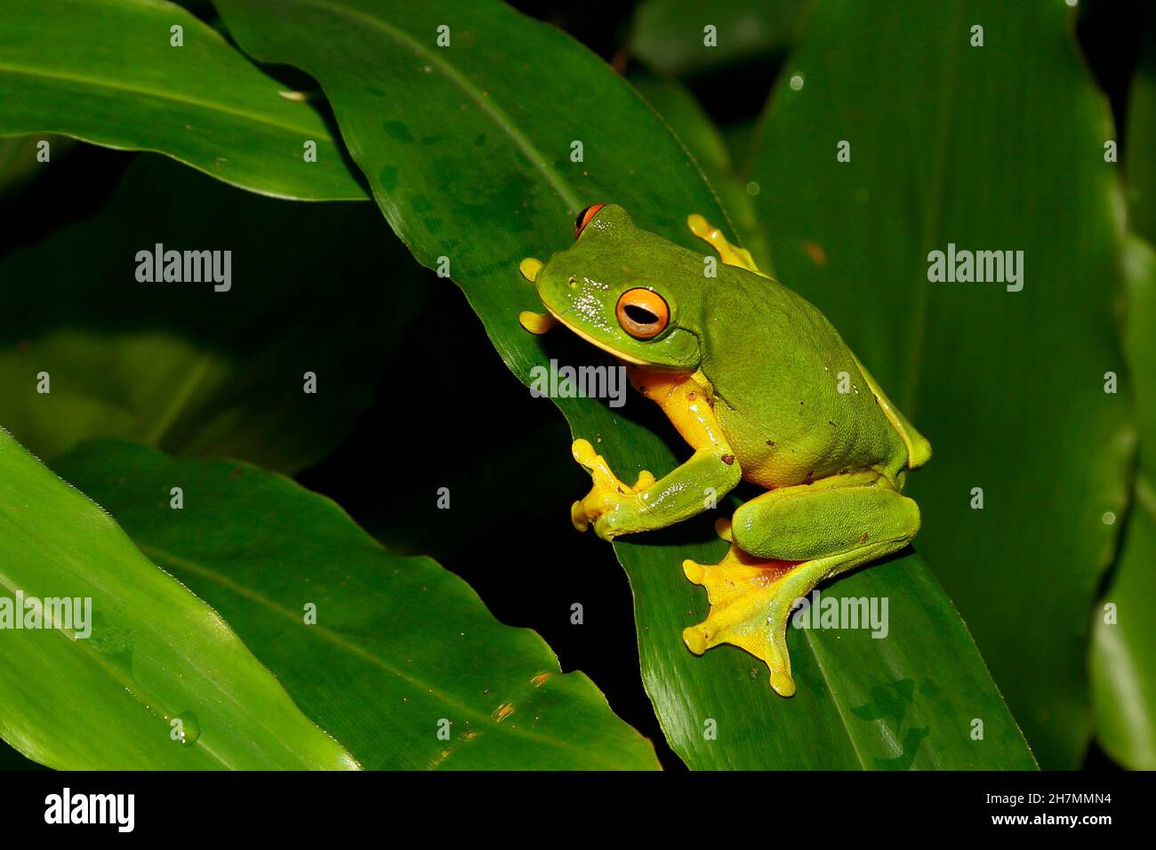 Orange-thighed frog (Litoria xanthomera) on a leaf in rainforest ...