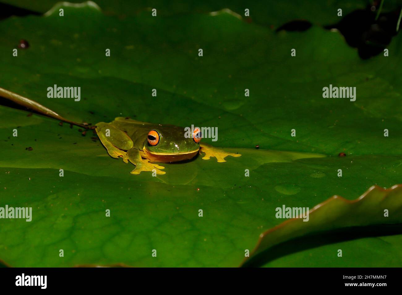 Orange-thighed frog (Litoria xanthomera) on a broad leaf floating in ...