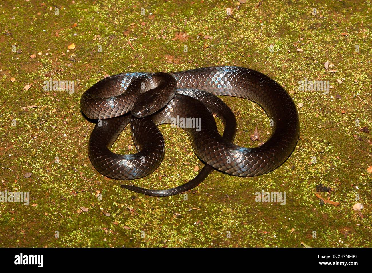 Small-eyed snake (Rhinoplocephalus nigrescens) coiled. It is nocturnal ...