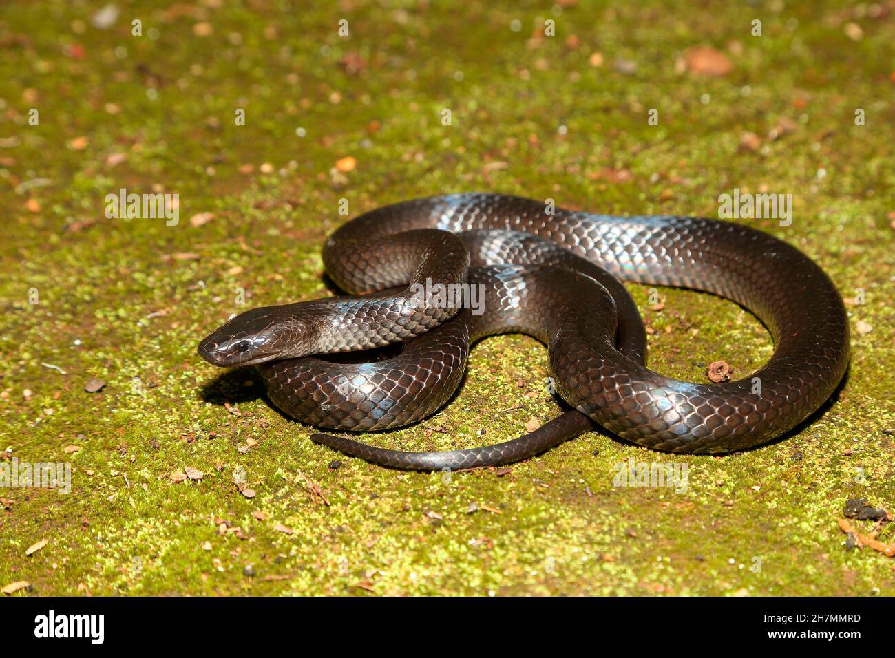 Small-eyed snake (Rhinoplocephalus nigrescens) coiled. It is nocturnal ...