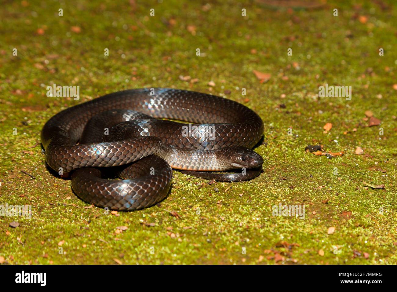 Rhinoplocephalus nigrescens hi-res stock photography and images - Alamy