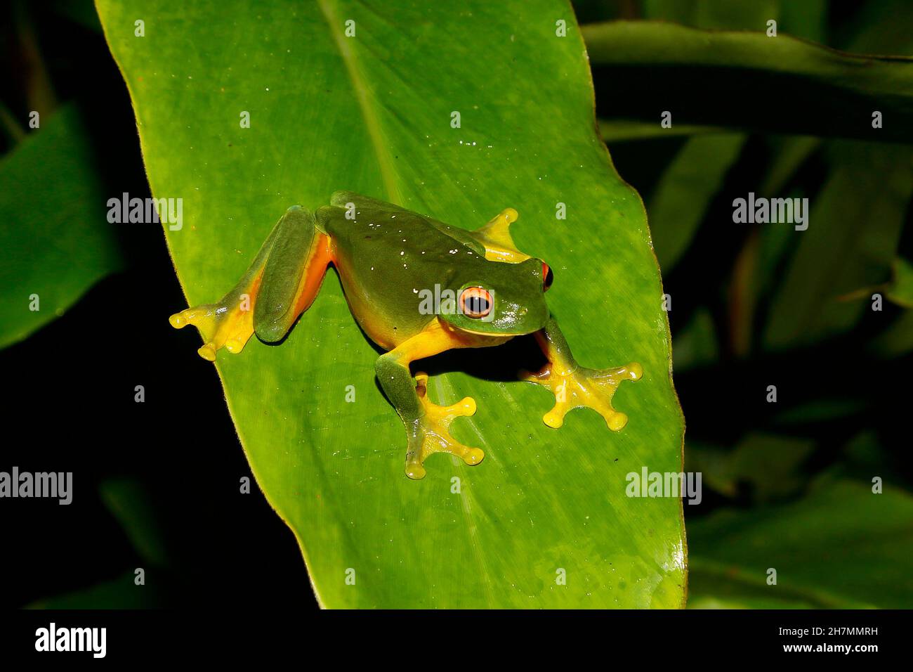 Orange-thighed frog (Litoria xanthomera) on a leaf in rainforest ...