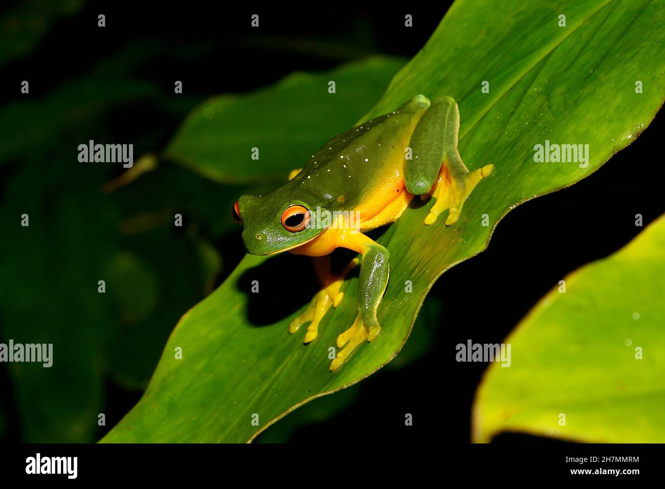 Orange-thighed frog (Litoria xanthomera) on a leaf in rainforest ...