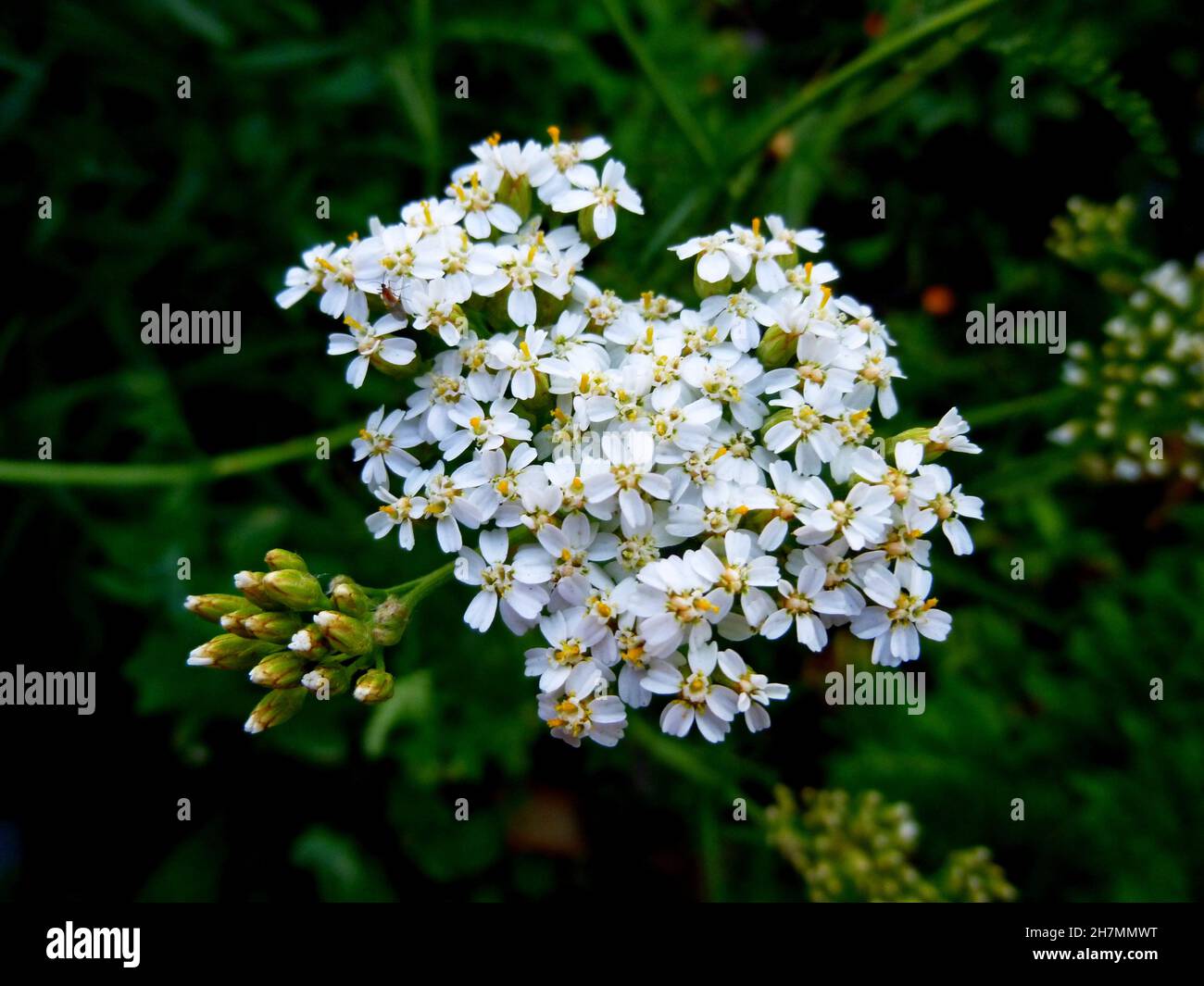 Common yarrow, Achillea millefolium, white flowers, close up, top view ...