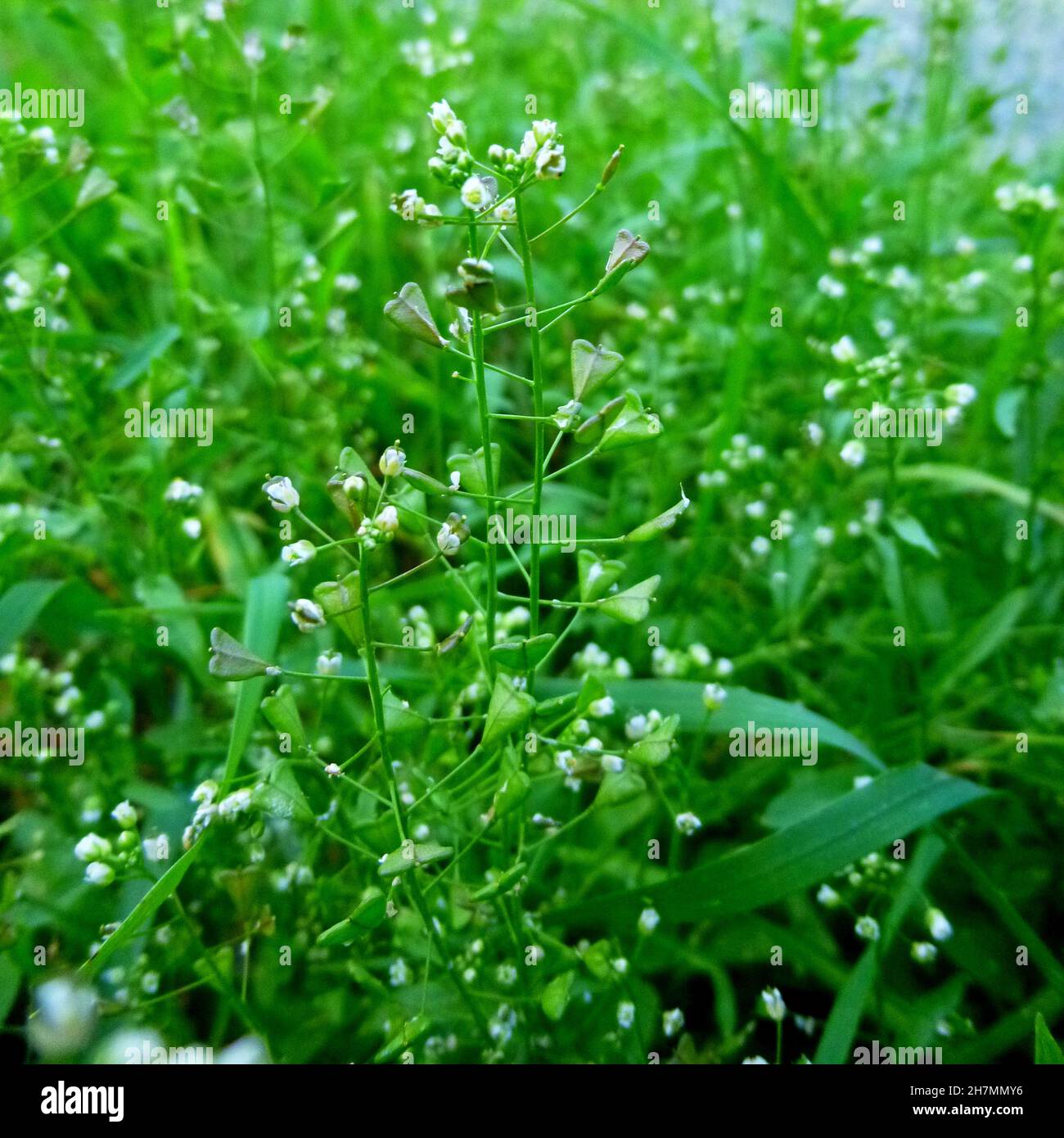 Capsella bursa-pastoris shepherd's purse gren plant with white flowers ...