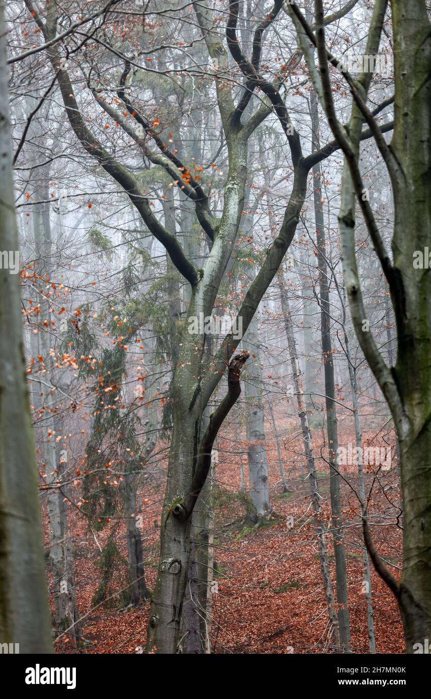 silver-beech tree trunks against the dry leaves Stock Photo - Alamy