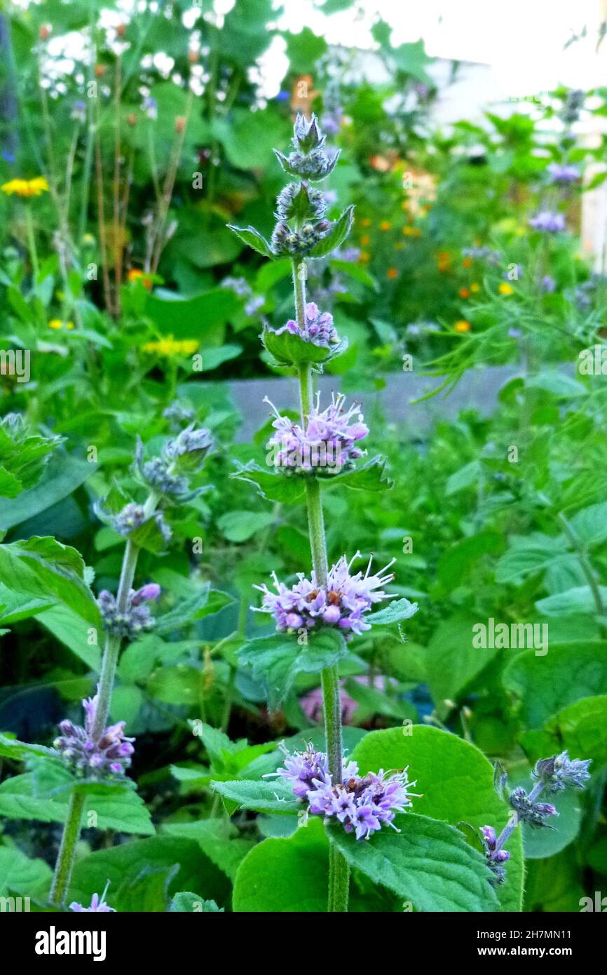 Mint blooms in the garden purple flowers, summer herb background ...