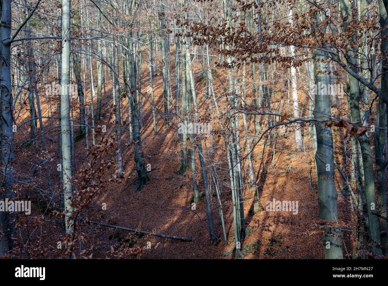 silver-beech tree trunks against the dry leaves Stock Photo - Alamy