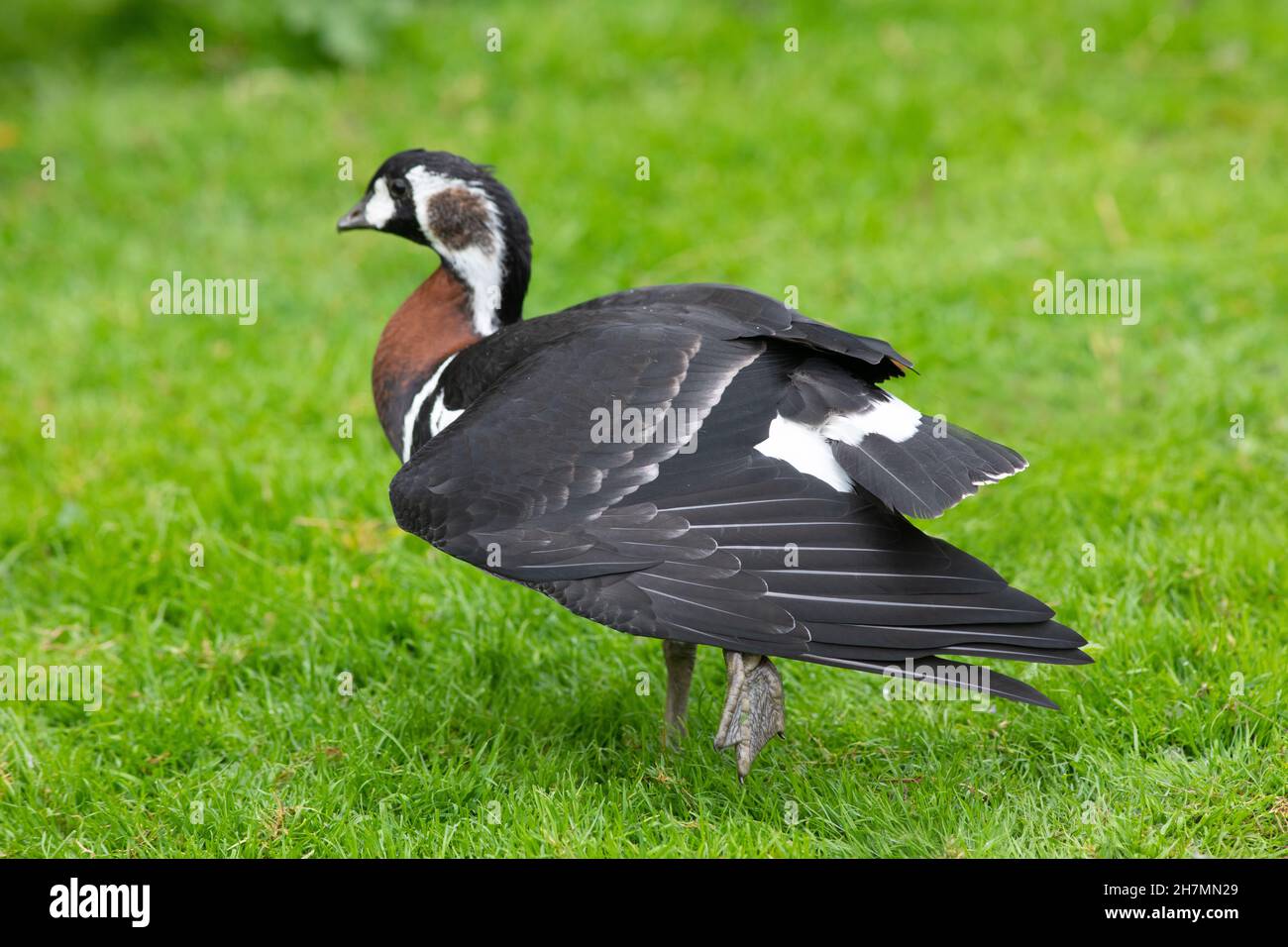 Red-breasted Goose (Branta ruficollis). Immature, juvenile bird ...