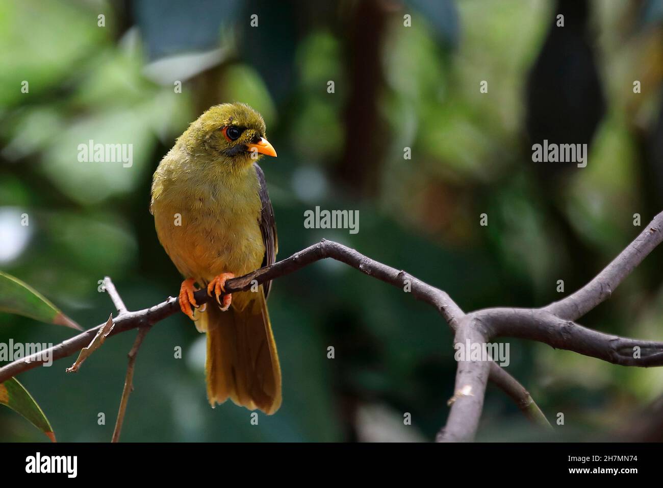 Bell miner bird hi-res stock photography and images - Alamy