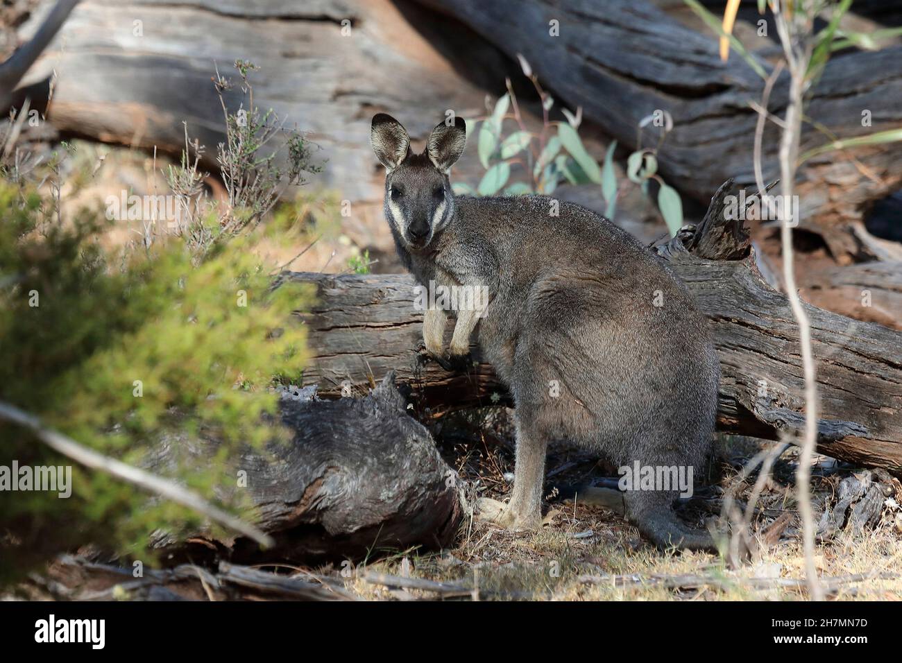 Western brush wallaby (Macropus irma) in woodland habitat. Dryandra ...
