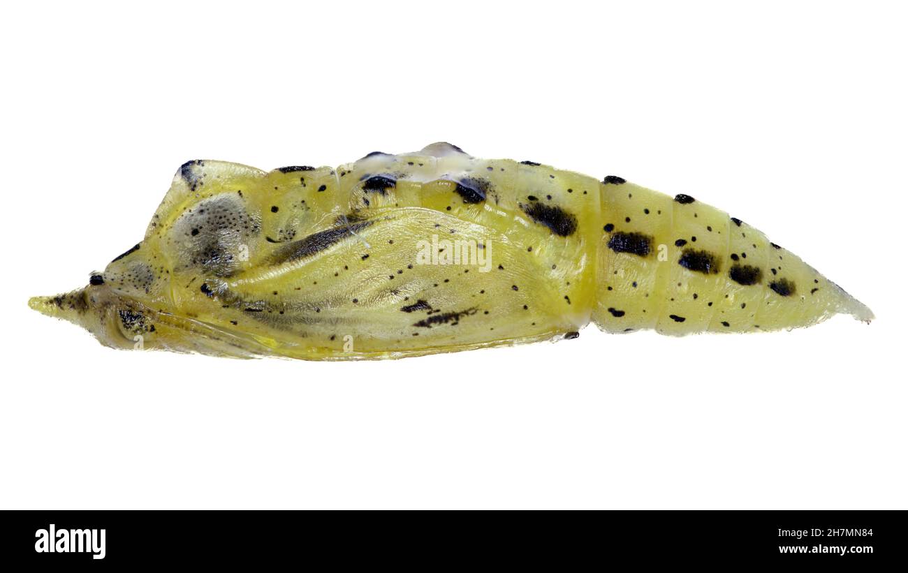 White cabbage butterfly pupa Cut Out Stock Images & Pictures - Alamy