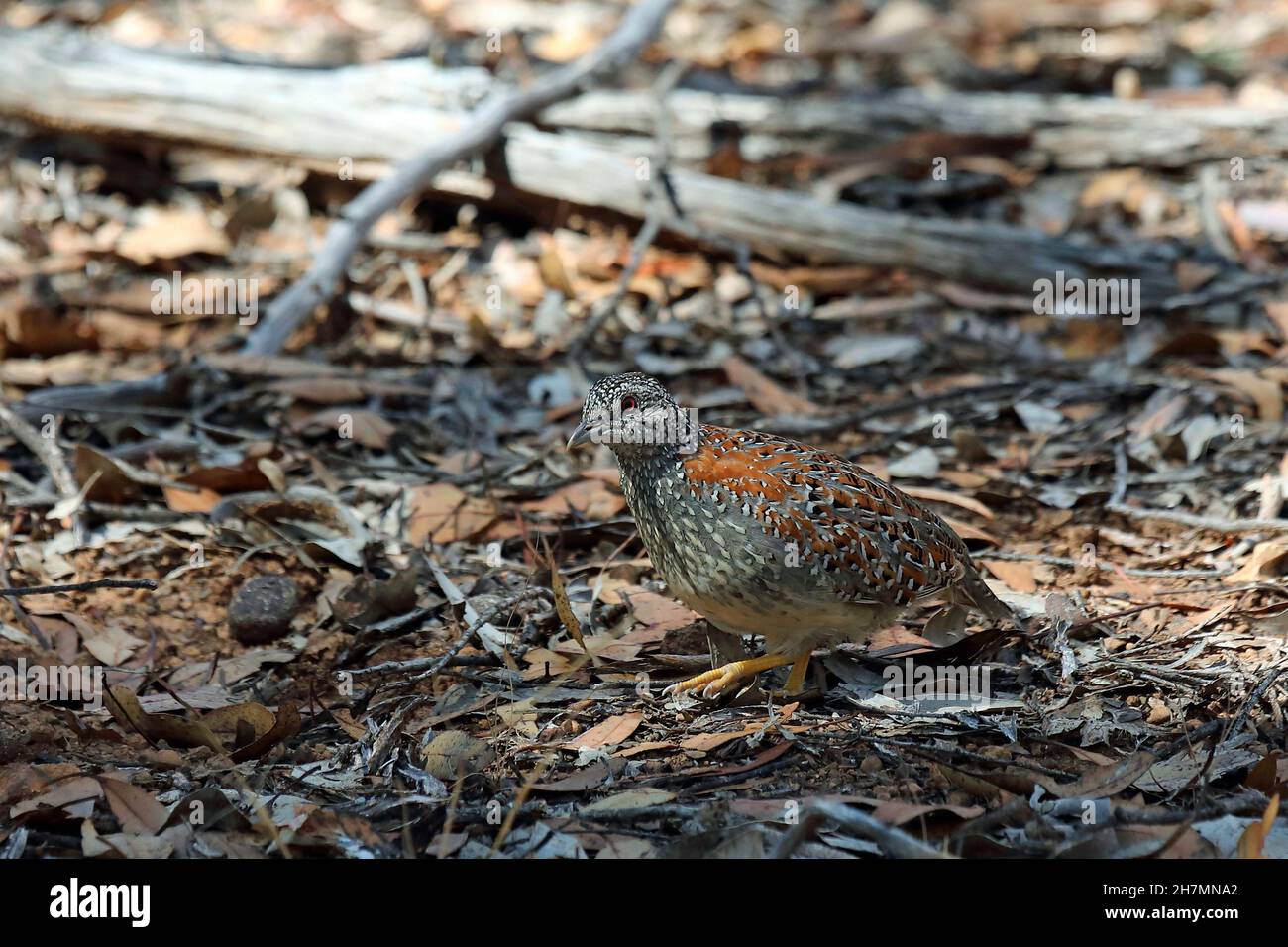 Painted button-quail (Turnix varius) female in leaf litter. Males have ...