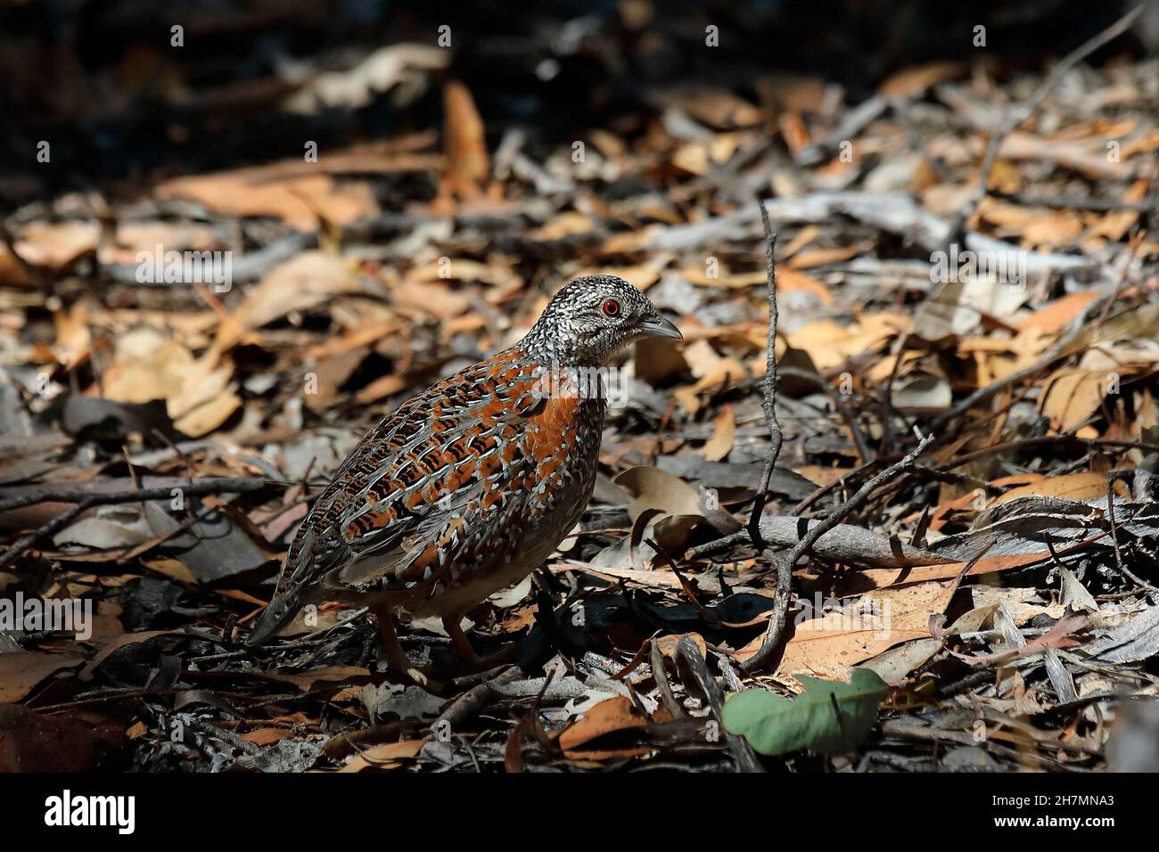Painted button-quail (Turnix varius) male in leaf litter. Females have ...
