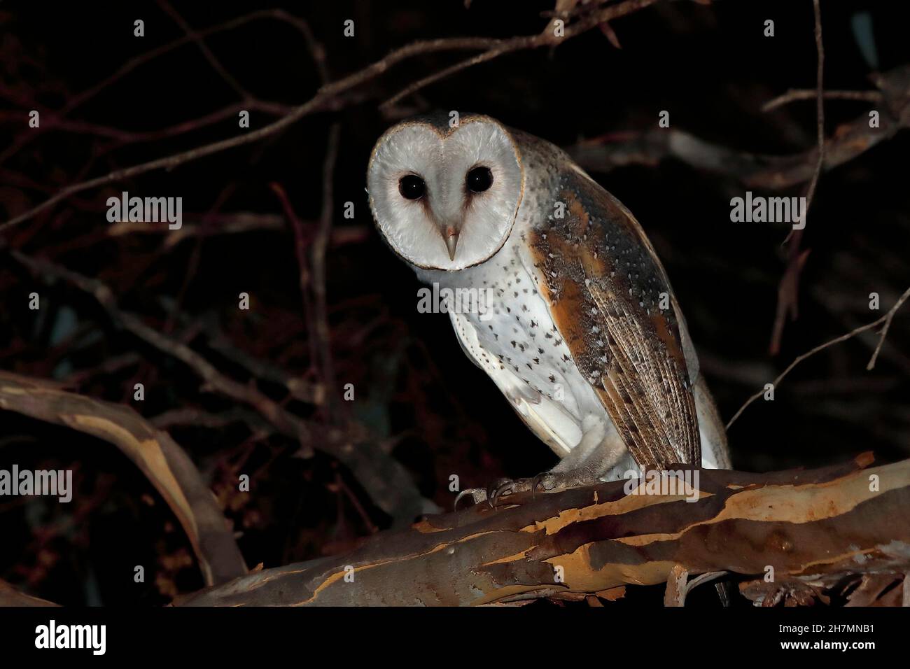 Barn owl (Tyto alba) on a branch at night, poised to swoop on prey ...