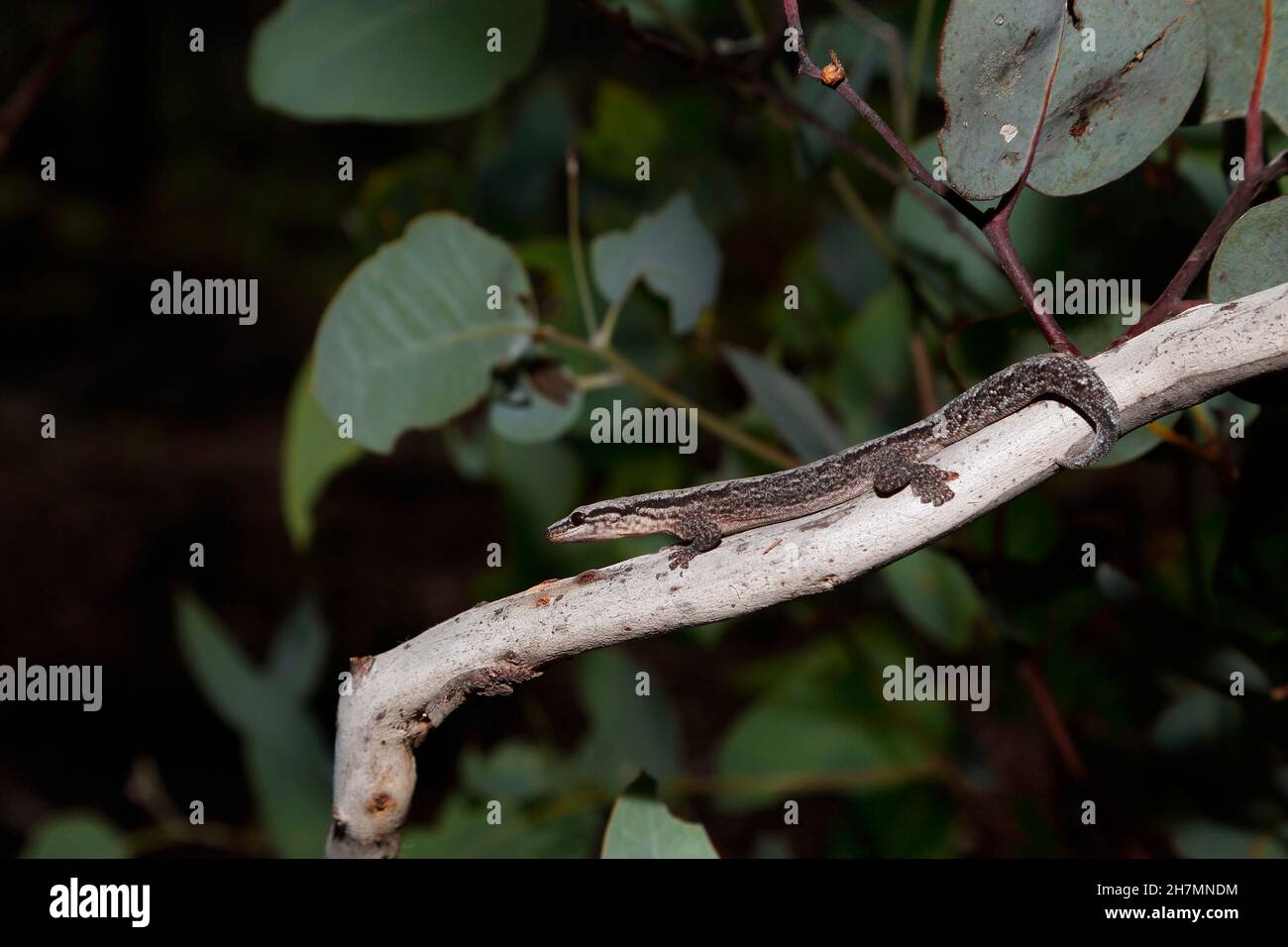 Reticulated velvet gecko (Hesperoedura reticulata) on a branch of a ...