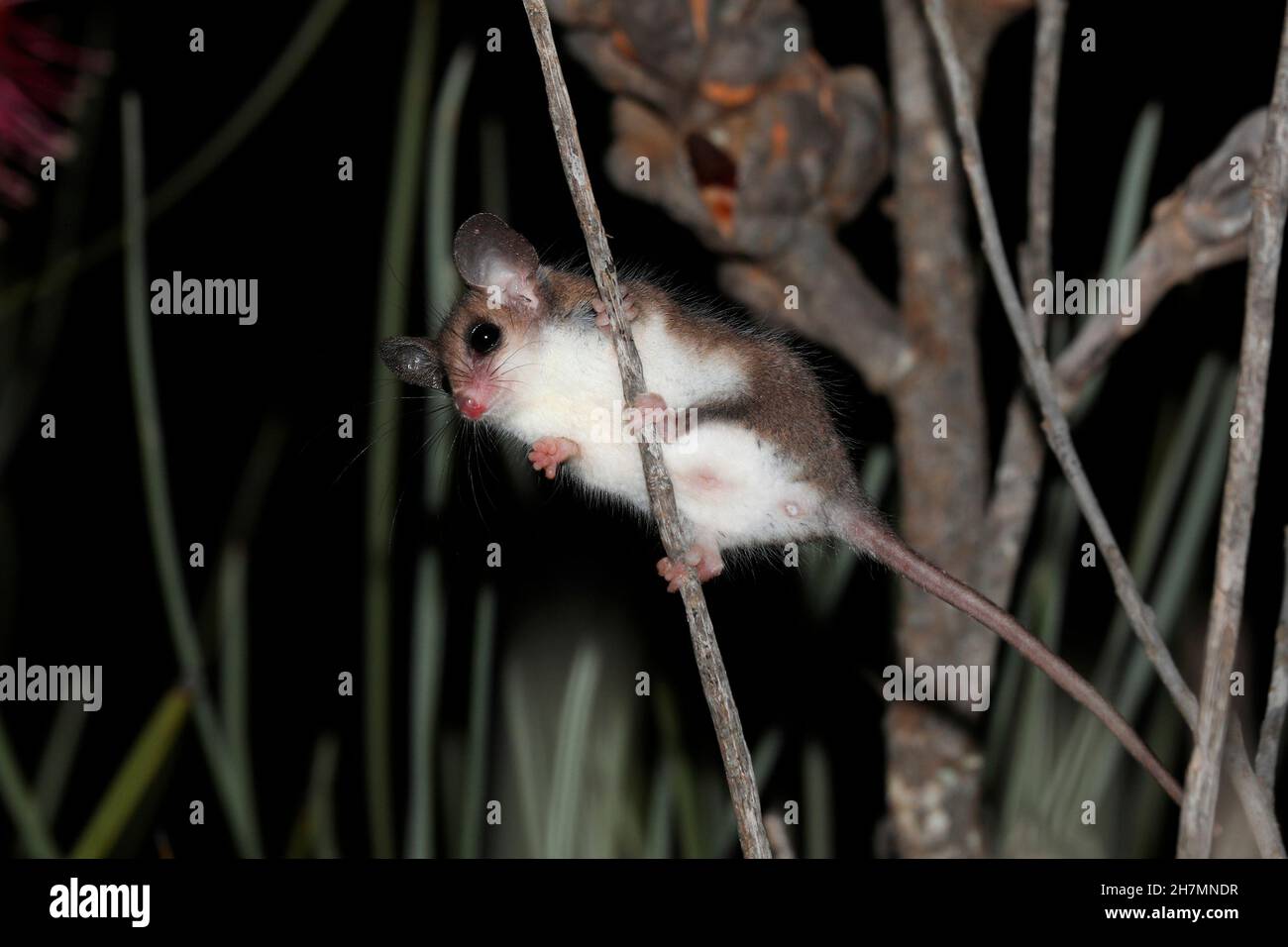 Western pygmy possum (Cercartetus concinnus) female on a slender stem ...