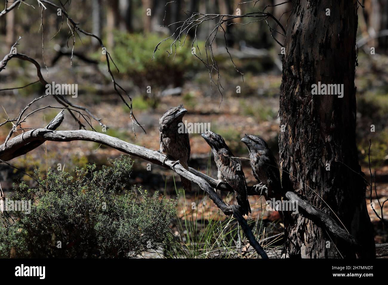 Southern tawny frogmouth (Podargus strigoides brachypterus) parent with ...