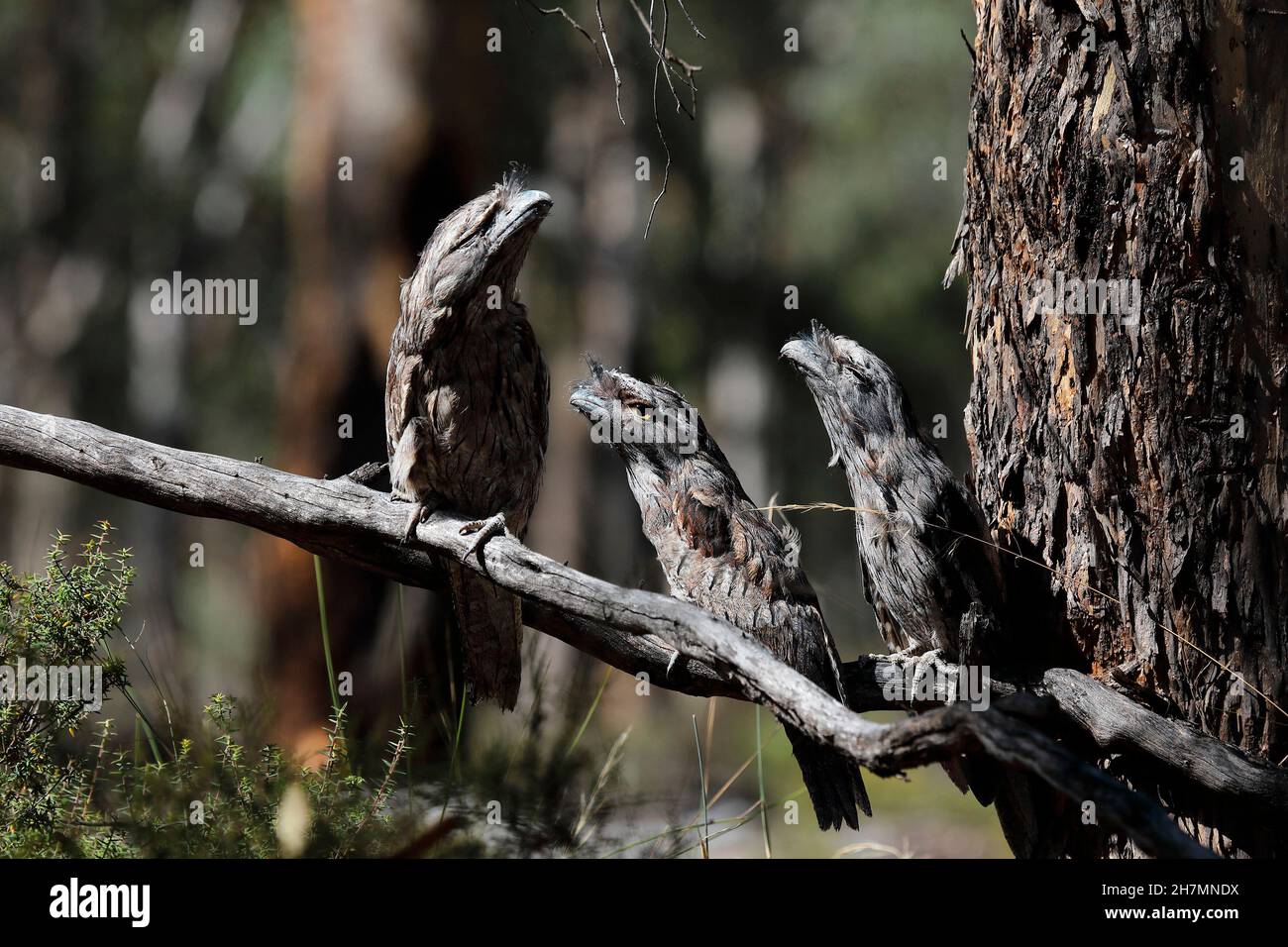 Southern tawny frogmouth (Podargus strigoides brachypterus) parent with ...