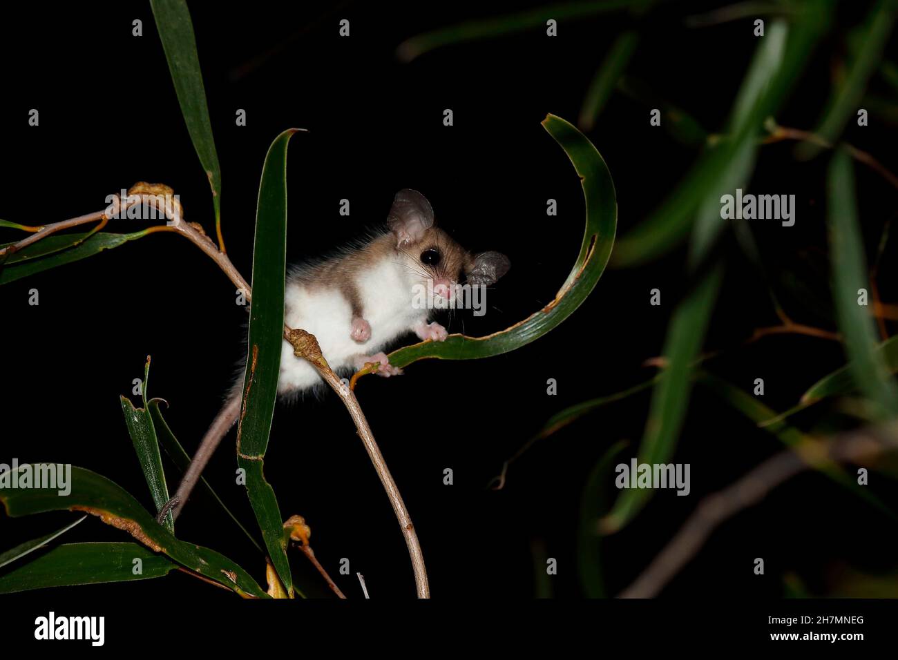 Southwestern pygmy possum hi-res stock photography and images - Alamy