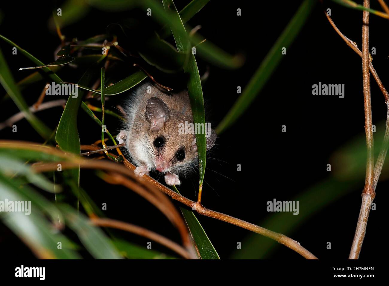 Female phalanger possum hi-res stock photography and images - Alamy